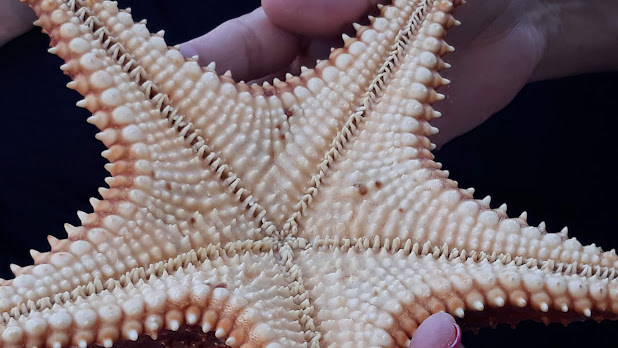 NCL Breakaway-Mexico – Starship Travel